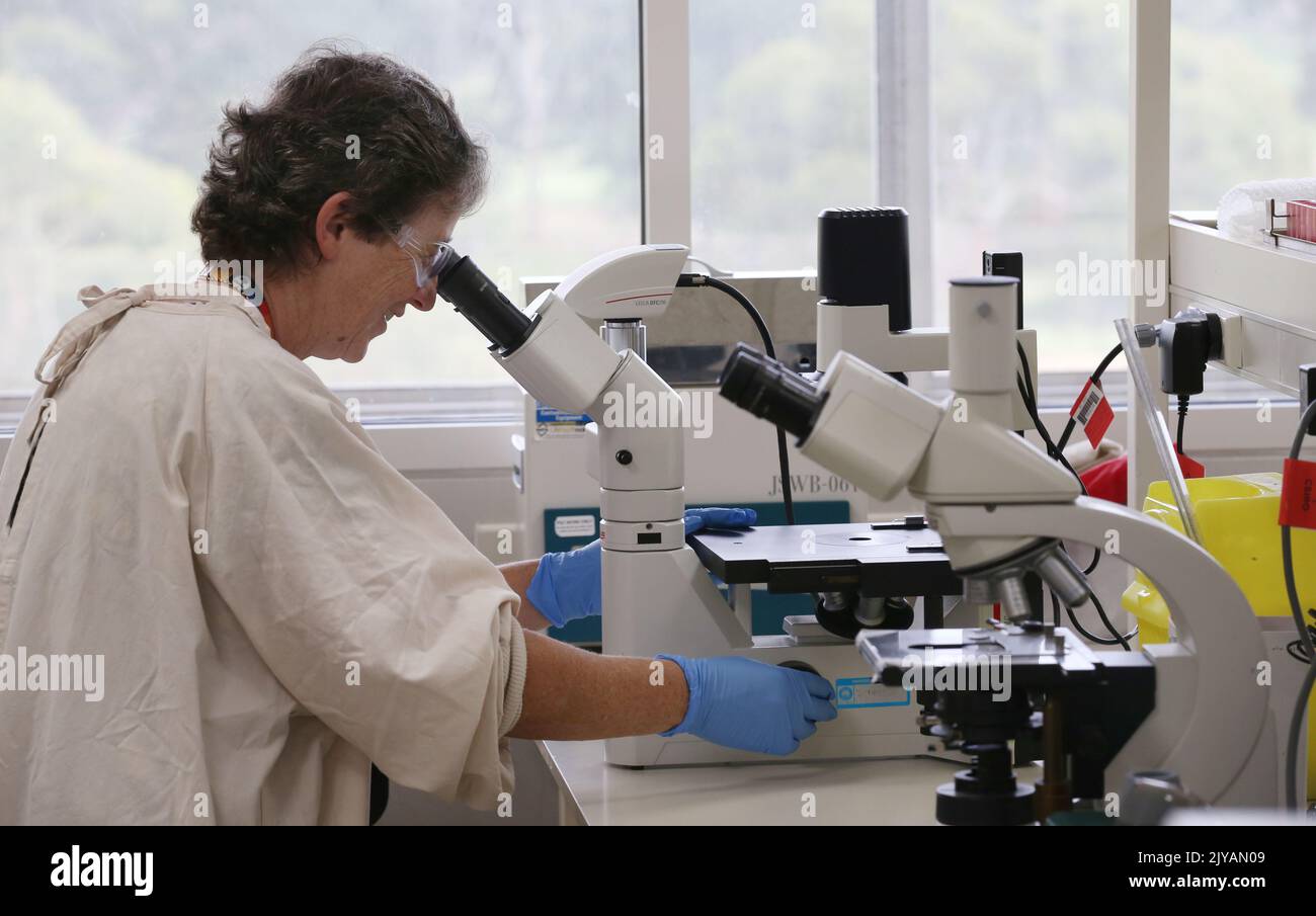 Scientists at work during a tour of the CSIRO's high-containment ...