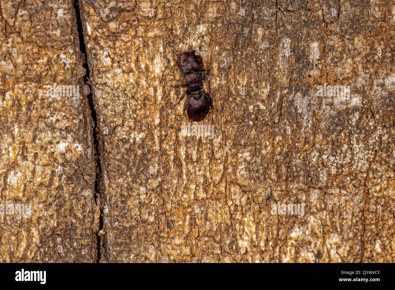 Adult Turtle Ant of the genus Cephalotes Stock Photo - Alamy