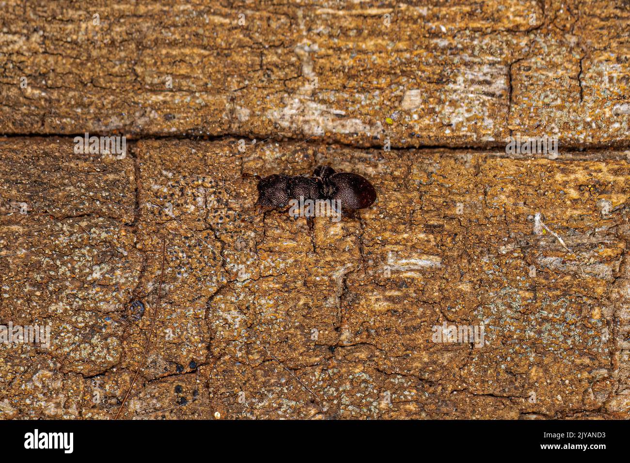 Adult Turtle Ant of the genus Cephalotes Stock Photo - Alamy