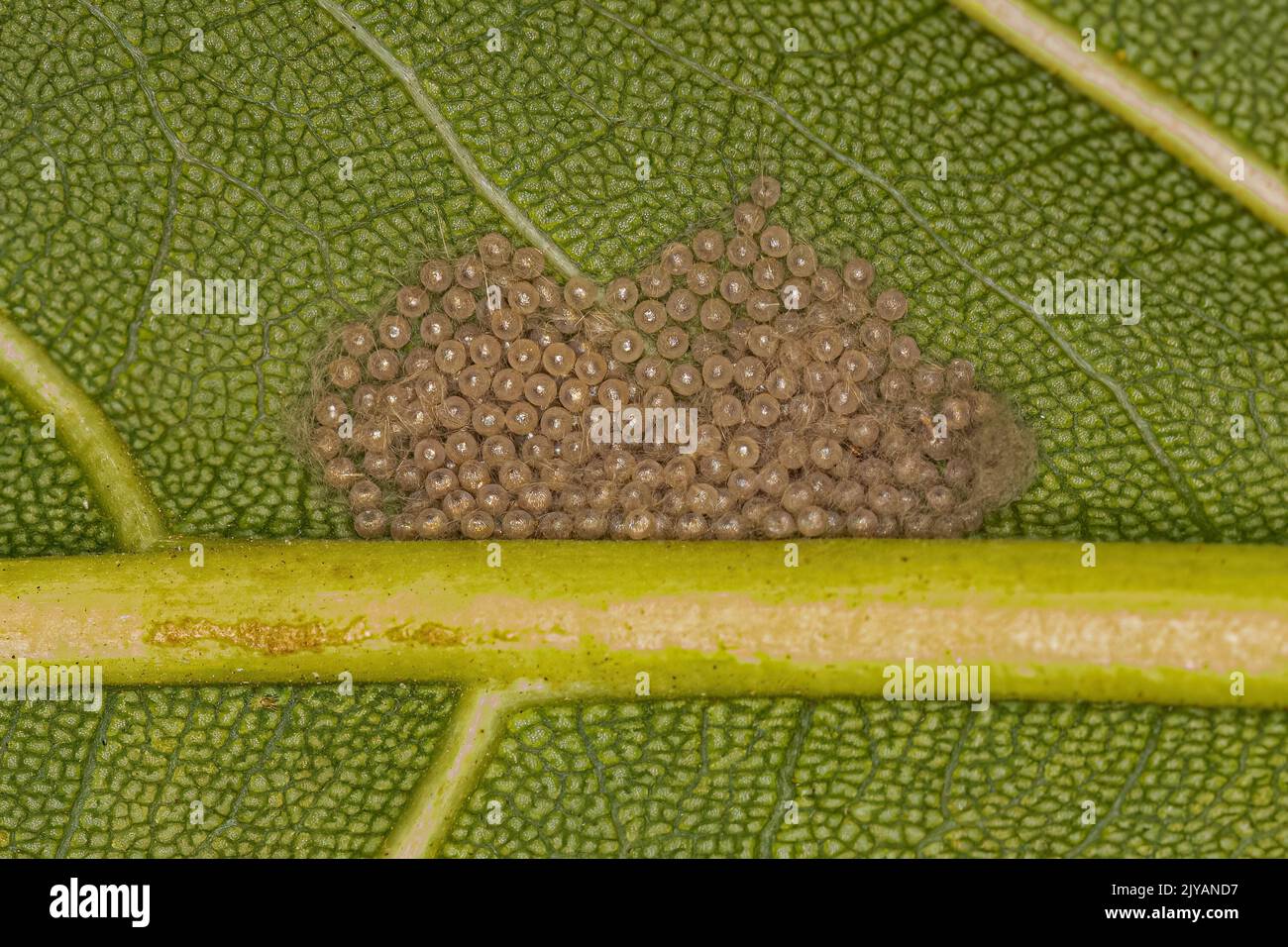 many small moth insect eggs on a green leaf Stock Photo - Alamy
