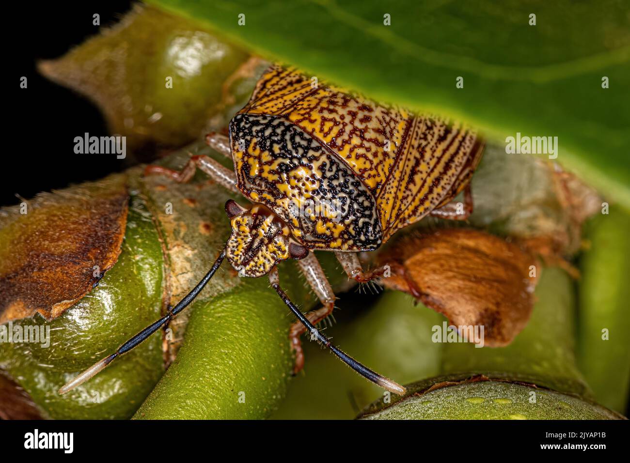 Adult Stink bug of the Species Antiteuchus sepulcralis Stock Photo - Alamy