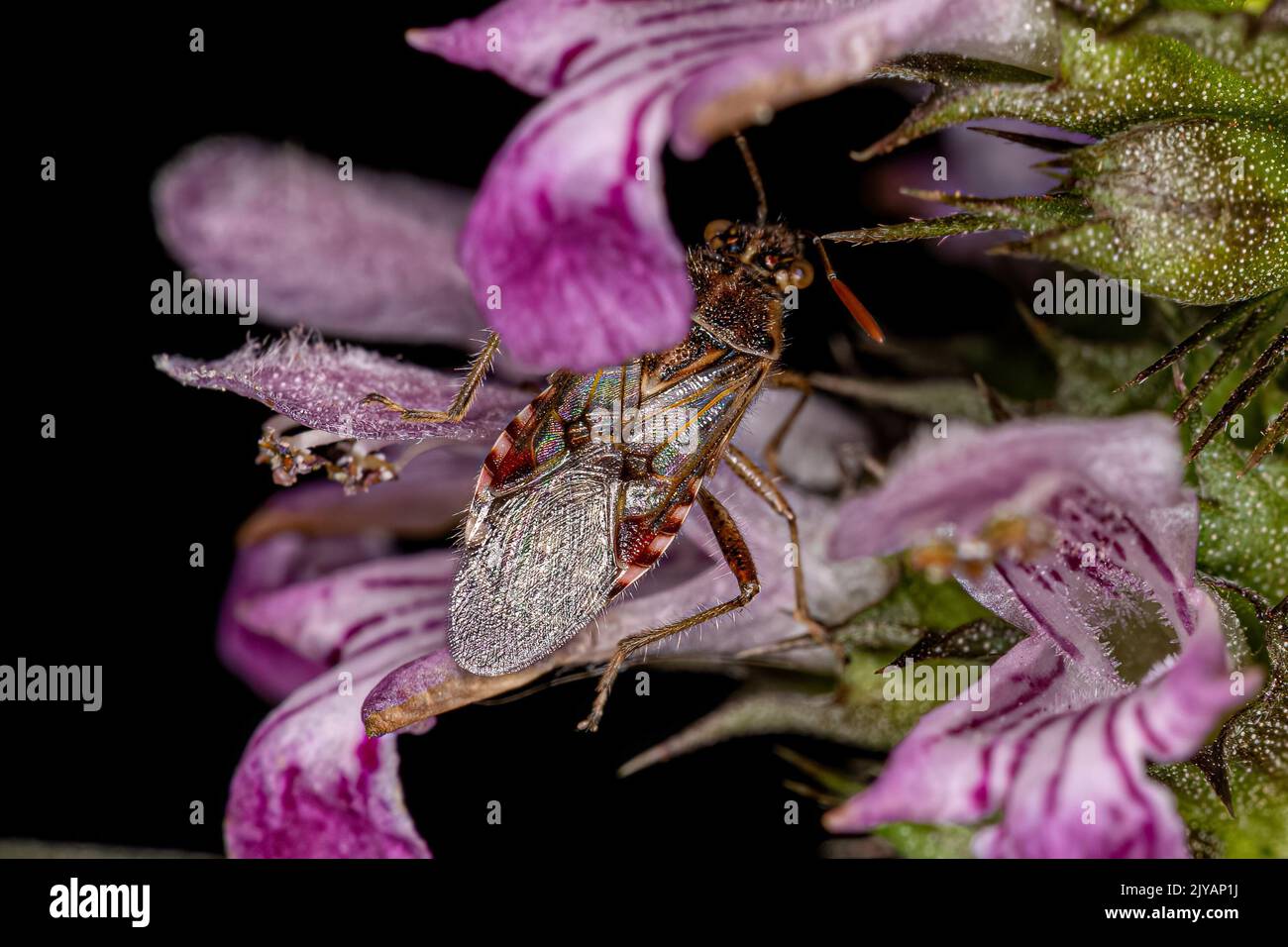 Adult Scentless Plant Bug of the Subfamily Rhopalinae Stock Photo - Alamy