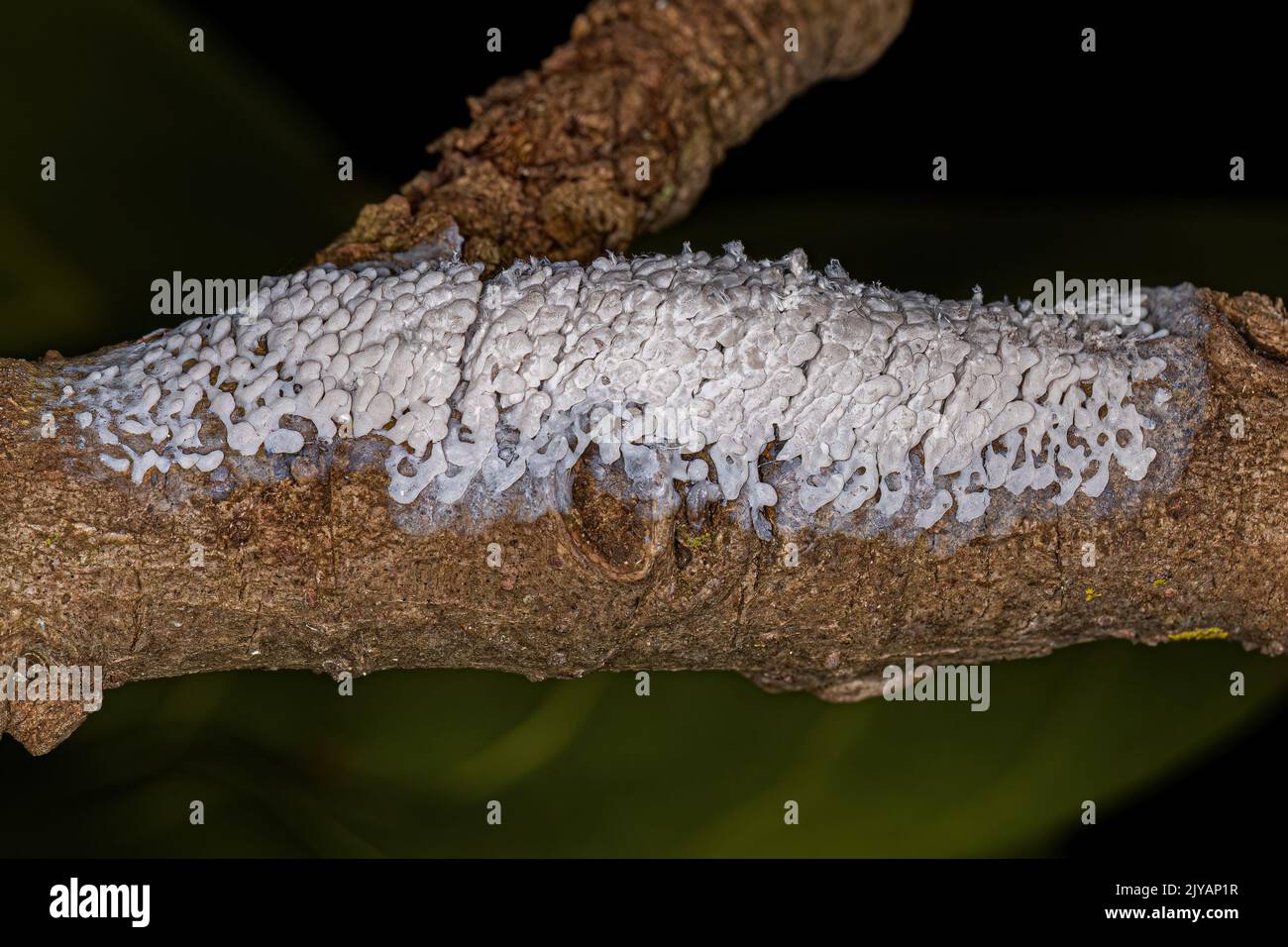 Egg sac of a hemipteran insect in macro view Stock Photo - Alamy