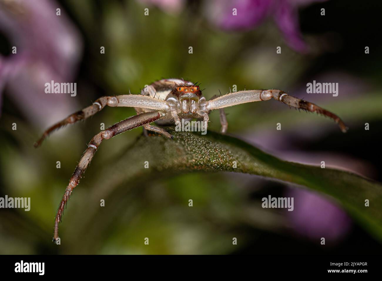 Adult Female Crab Spider of the Family Thomisidae Stock Photo - Alamy