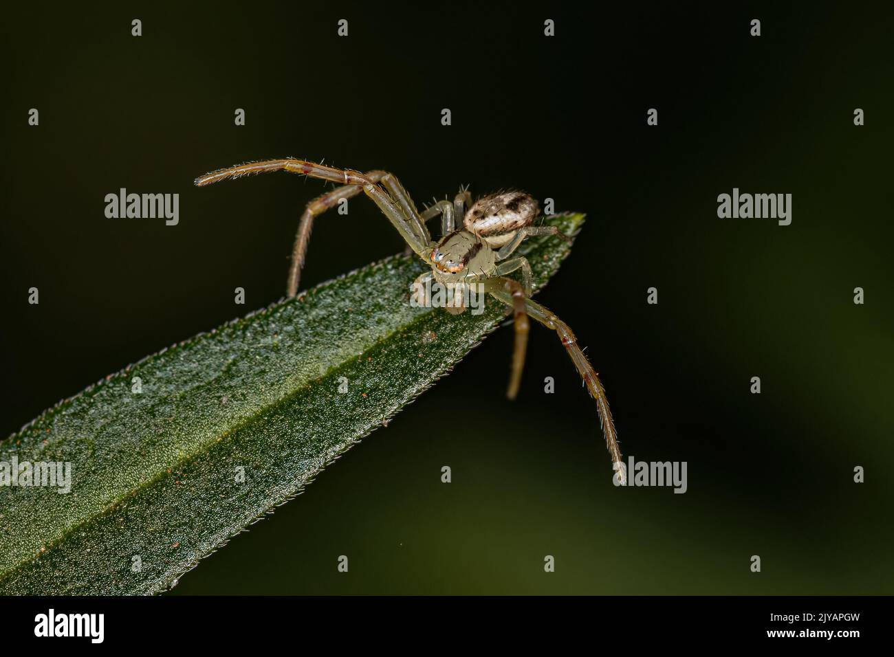 Adult Male Crab Spider of the Family Thomisidae Stock Photo - Alamy
