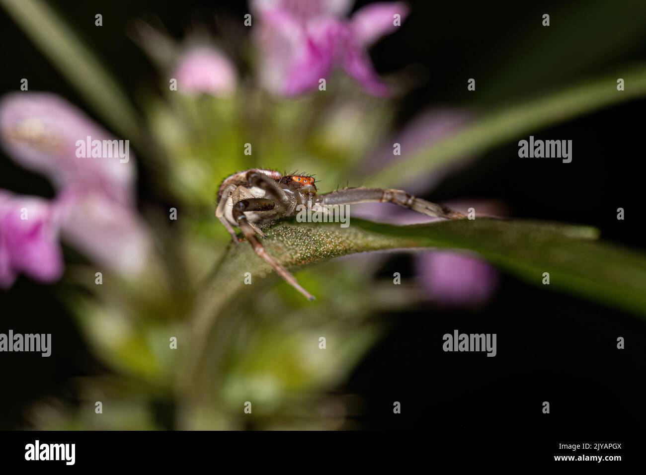 Adult Female Crab Spider of the Family Thomisidae Stock Photo - Alamy