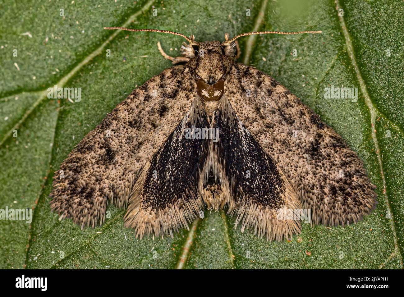 Adult Grass Tubeworm Moth of the Genus Tiquadra Stock Photo - Alamy