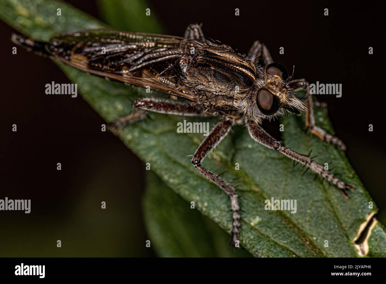 Adult robberfly hi-res stock photography and images - Alamy
