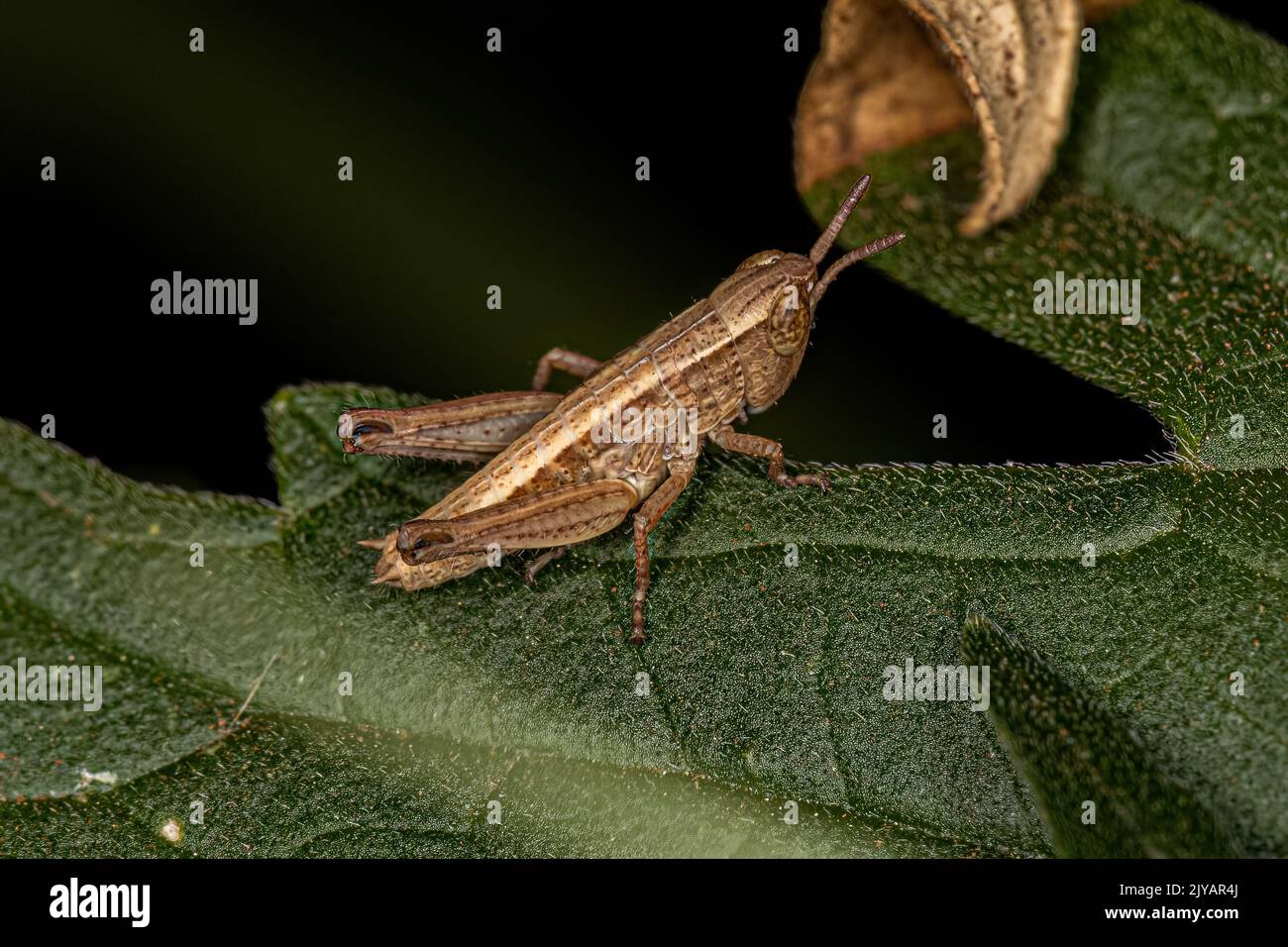 Short-horned Grasshopper Nymph of the Family Acrididae Stock Photo - Alamy