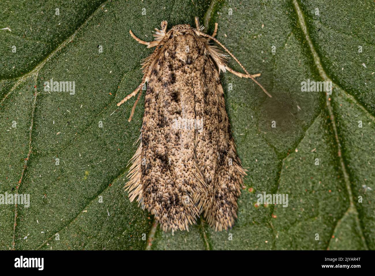 Adult Grass Tubeworm Moth of the Genus Tiquadra Stock Photo - Alamy