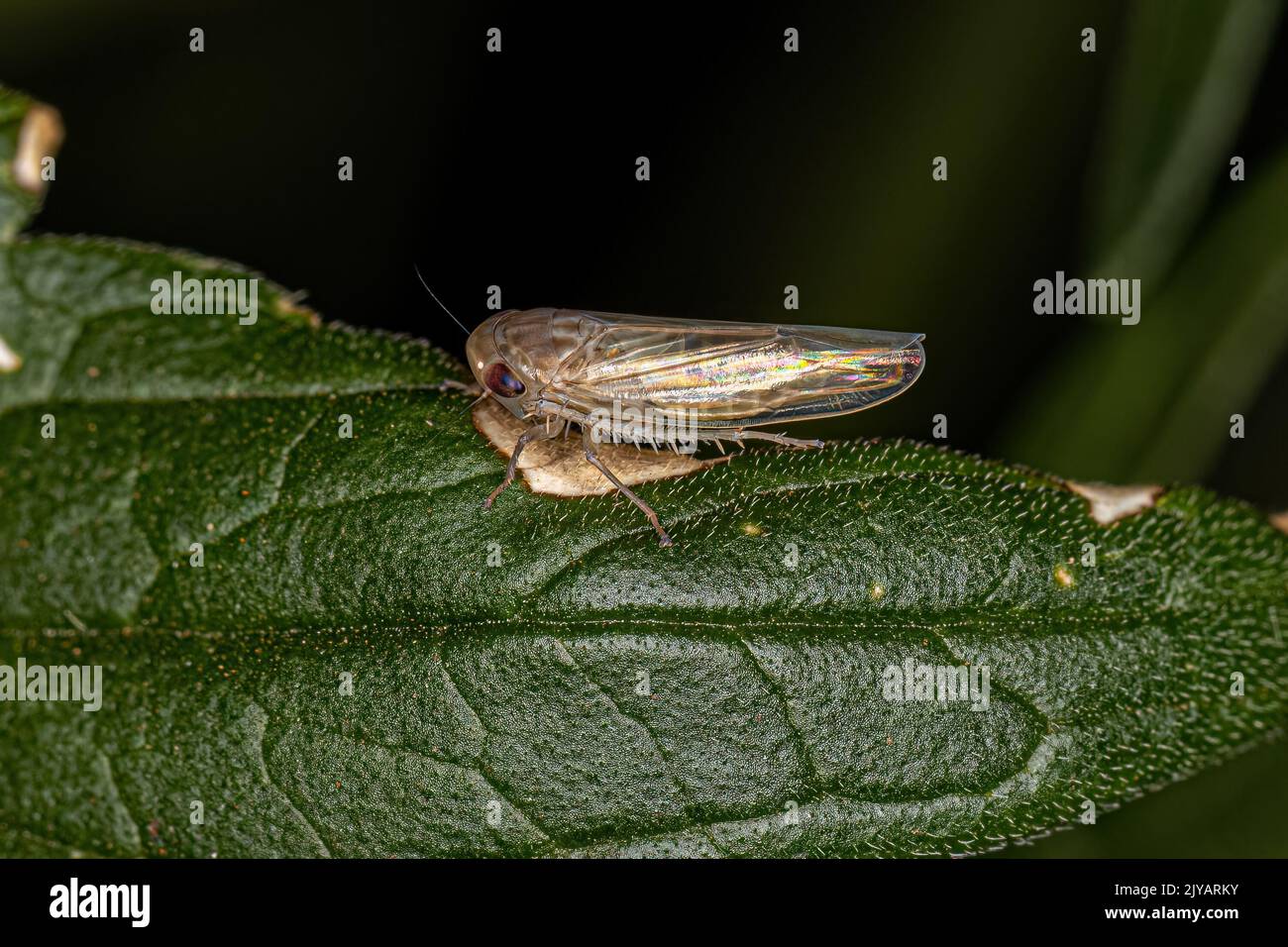 Small Typical Leafhopper of the Subfamily Deltocephalinae Stock Photo ...