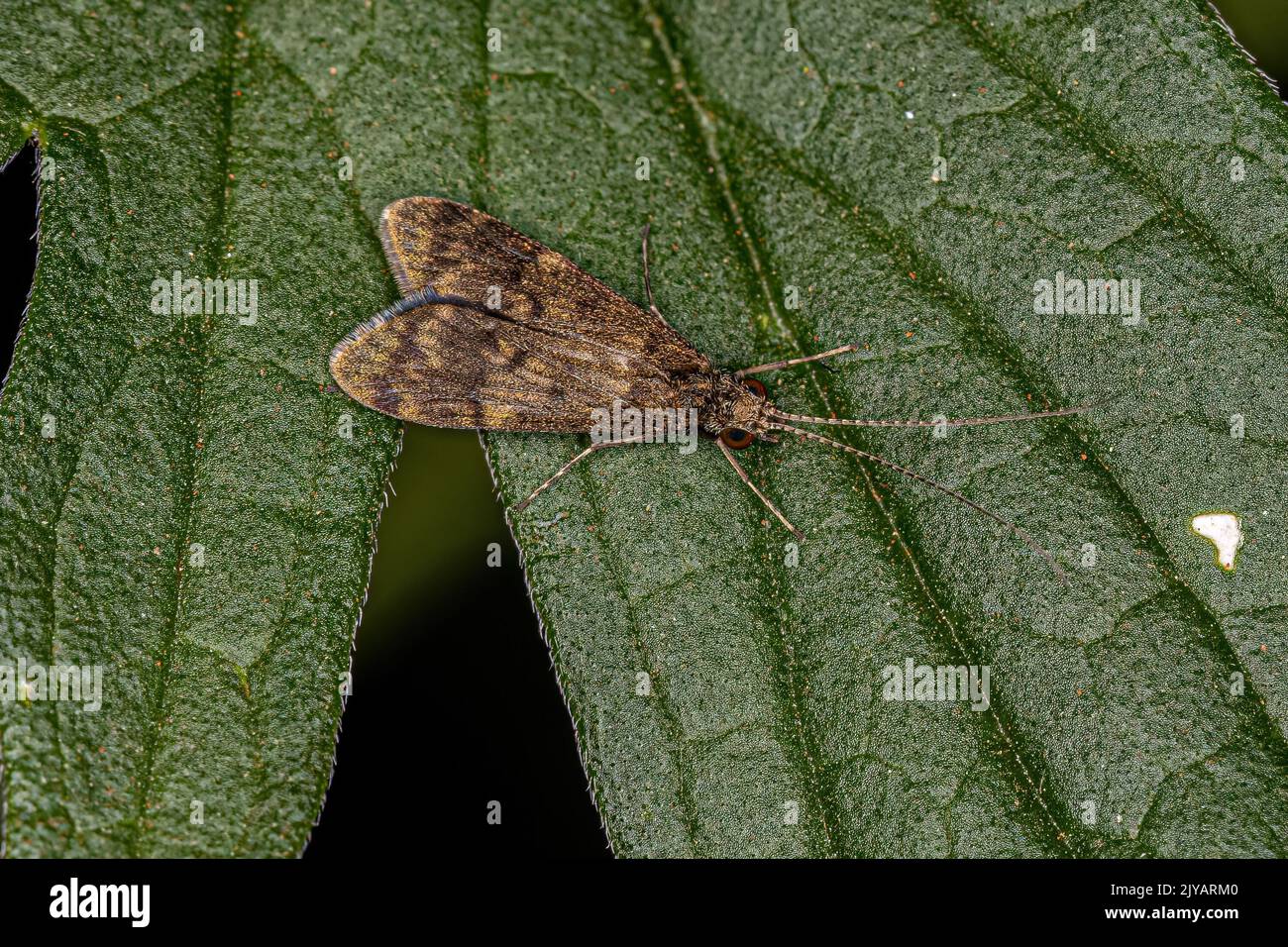 Net spinning caddis fly larvae hi-res stock photography and images - Alamy