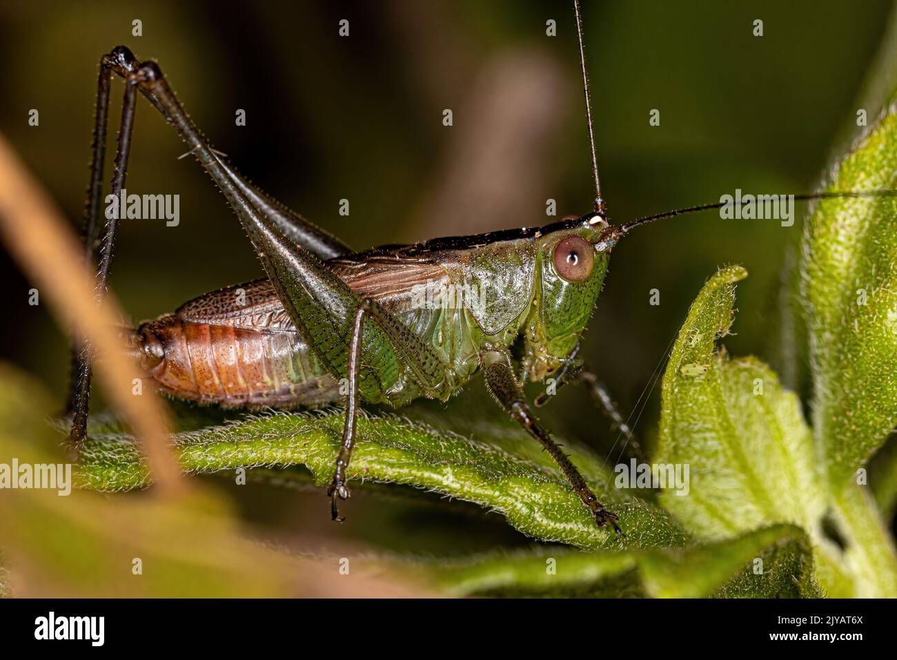Lesser Meadow Katydid Nymph of the Genus Conocephalus Stock Photo - Alamy