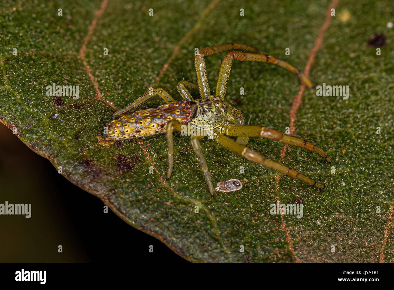 Adult Octopus Crab Spider of the Genus Tmarus Stock Photo - Alamy