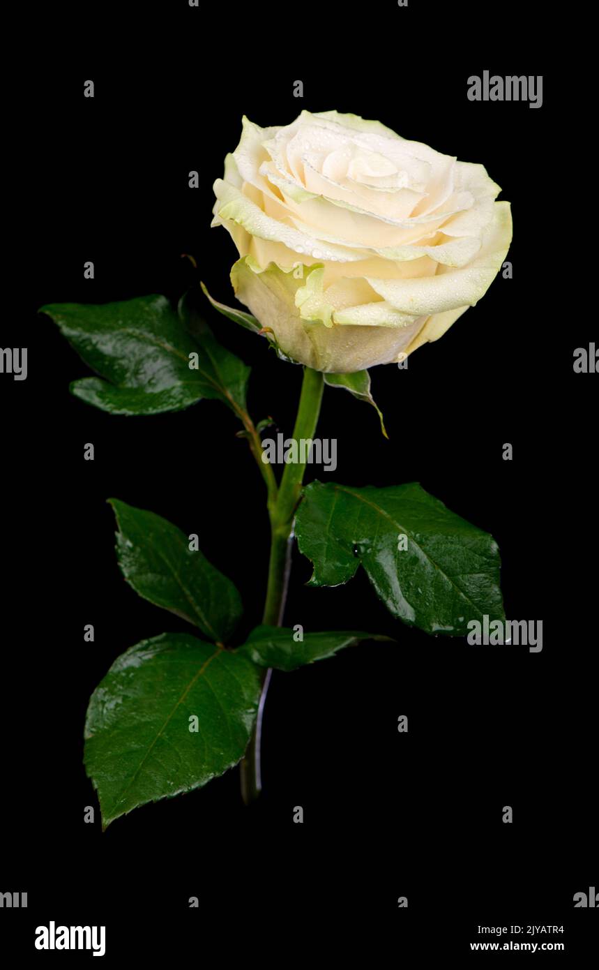 one white rose on a black background Stock Photo - Alamy