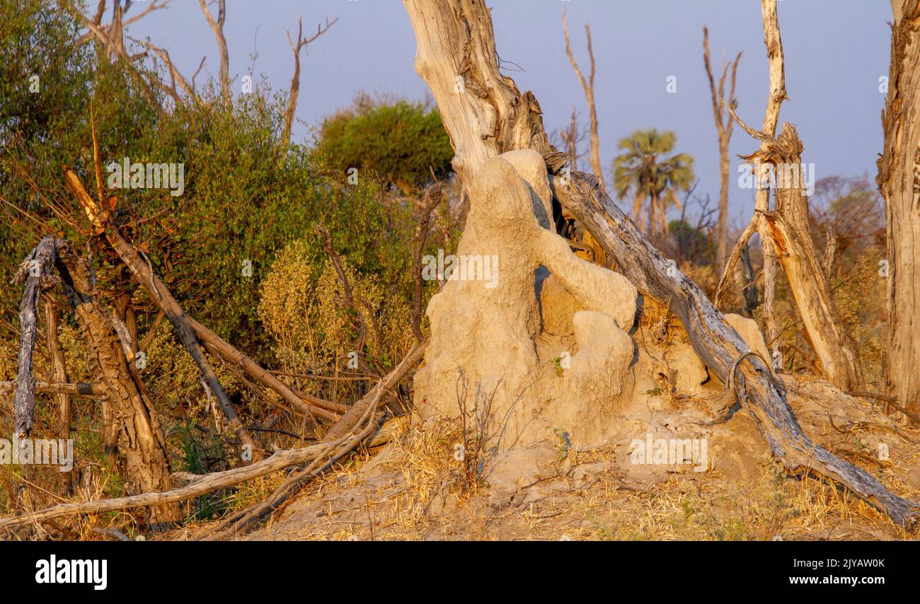 Water and wind erosion caused a termite mound to look like a human ...
