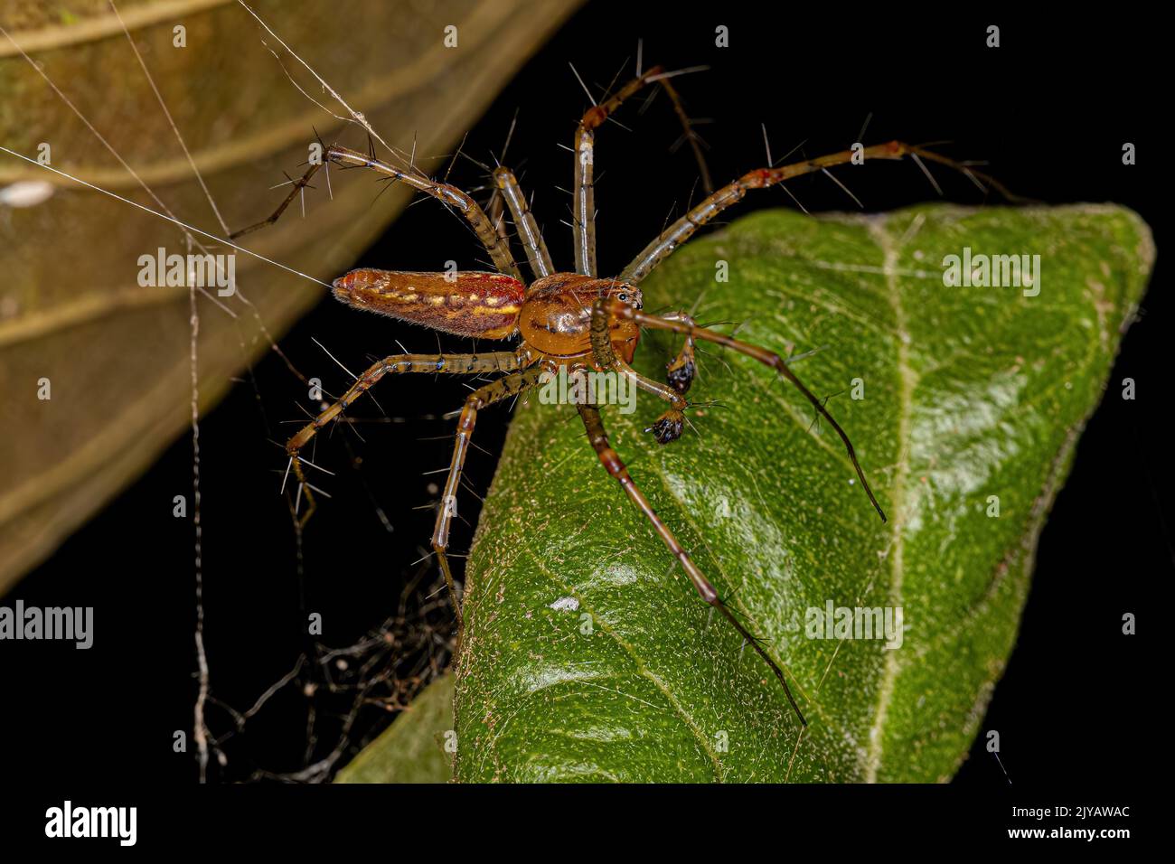Adult lynx spider hi-res stock photography and images - Alamy