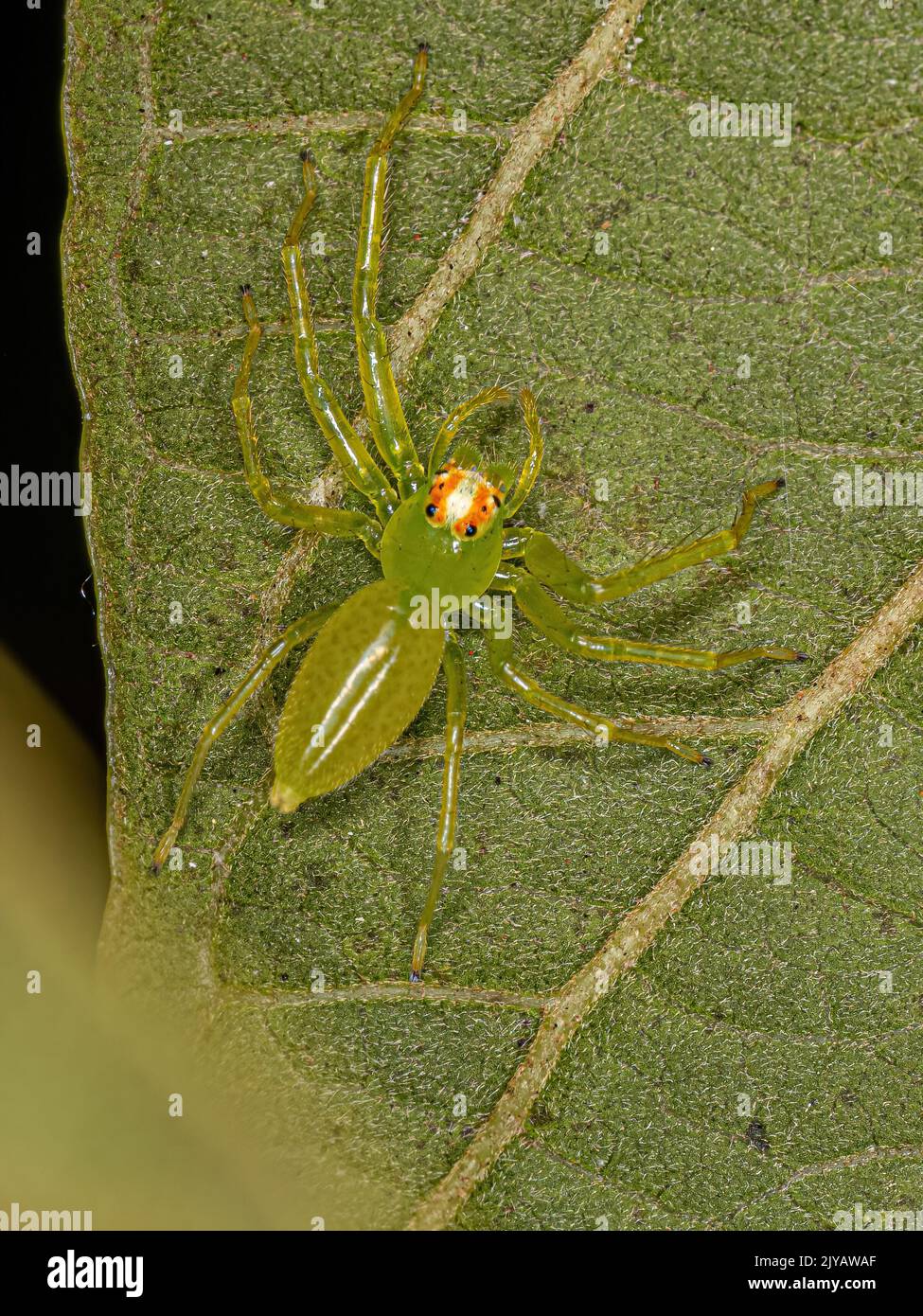 Translucent green jumping spider hi-res stock photography and images ...