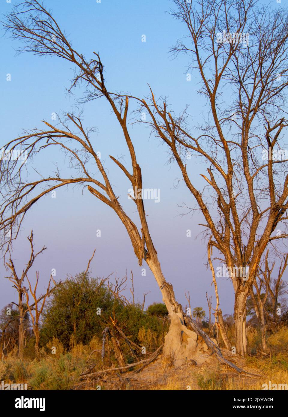 Water and wind erosion caused a termite mound to look like a human ...