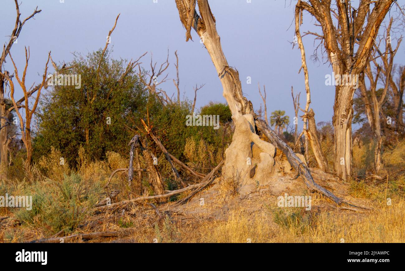 Water and wind erosion caused a termite mound to look like a human ...