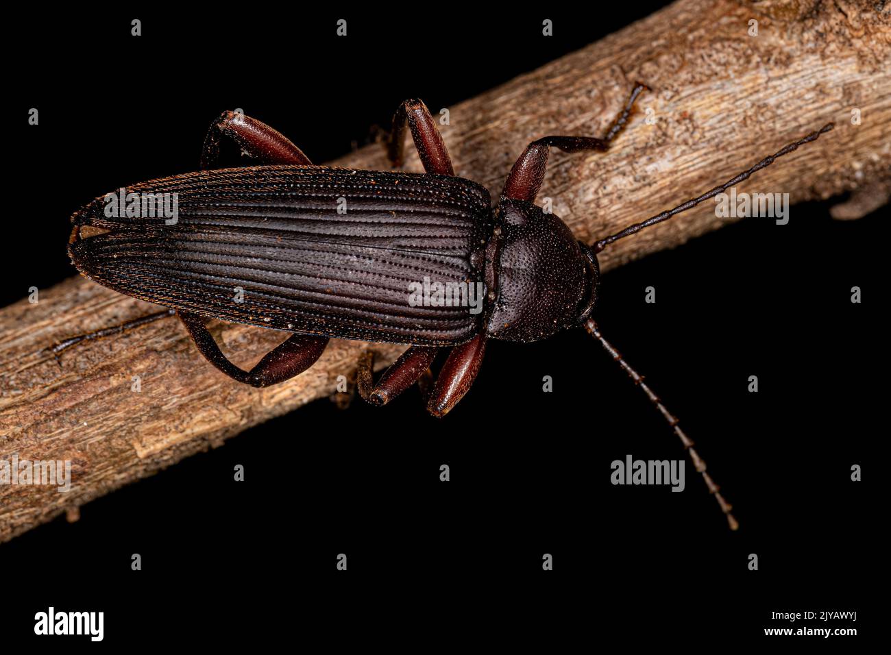 Adult Comb-clawed Darkling Beetle of the Subtribe Xystropodina Stock ...