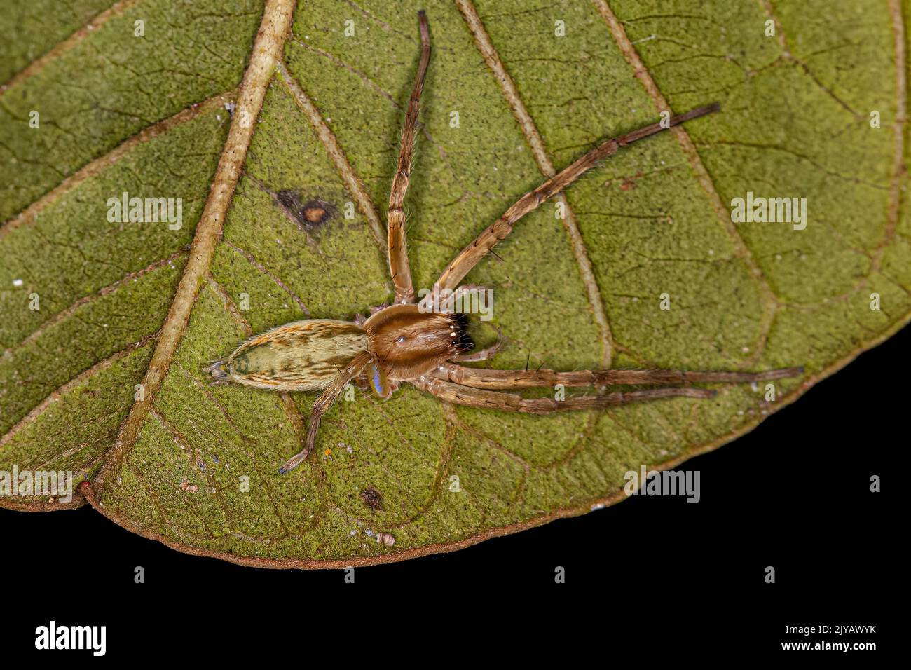 Ghost spider hi-res stock photography and images - Alamy