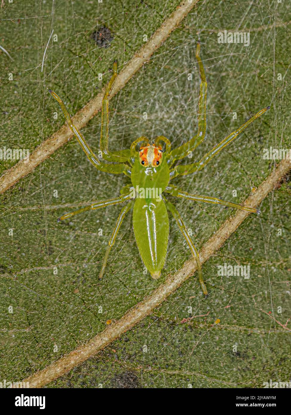 Adult Female Translucent Green Jumping Spider of the Genus Lyssomanes ...