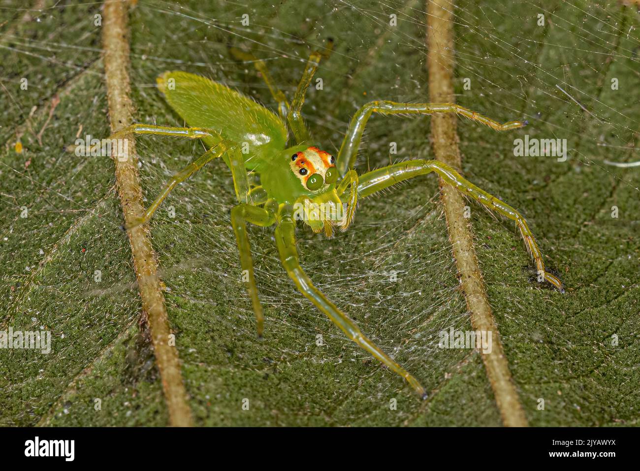 Adult Female Translucent Green Jumping Spider of the Genus Lyssomanes ...