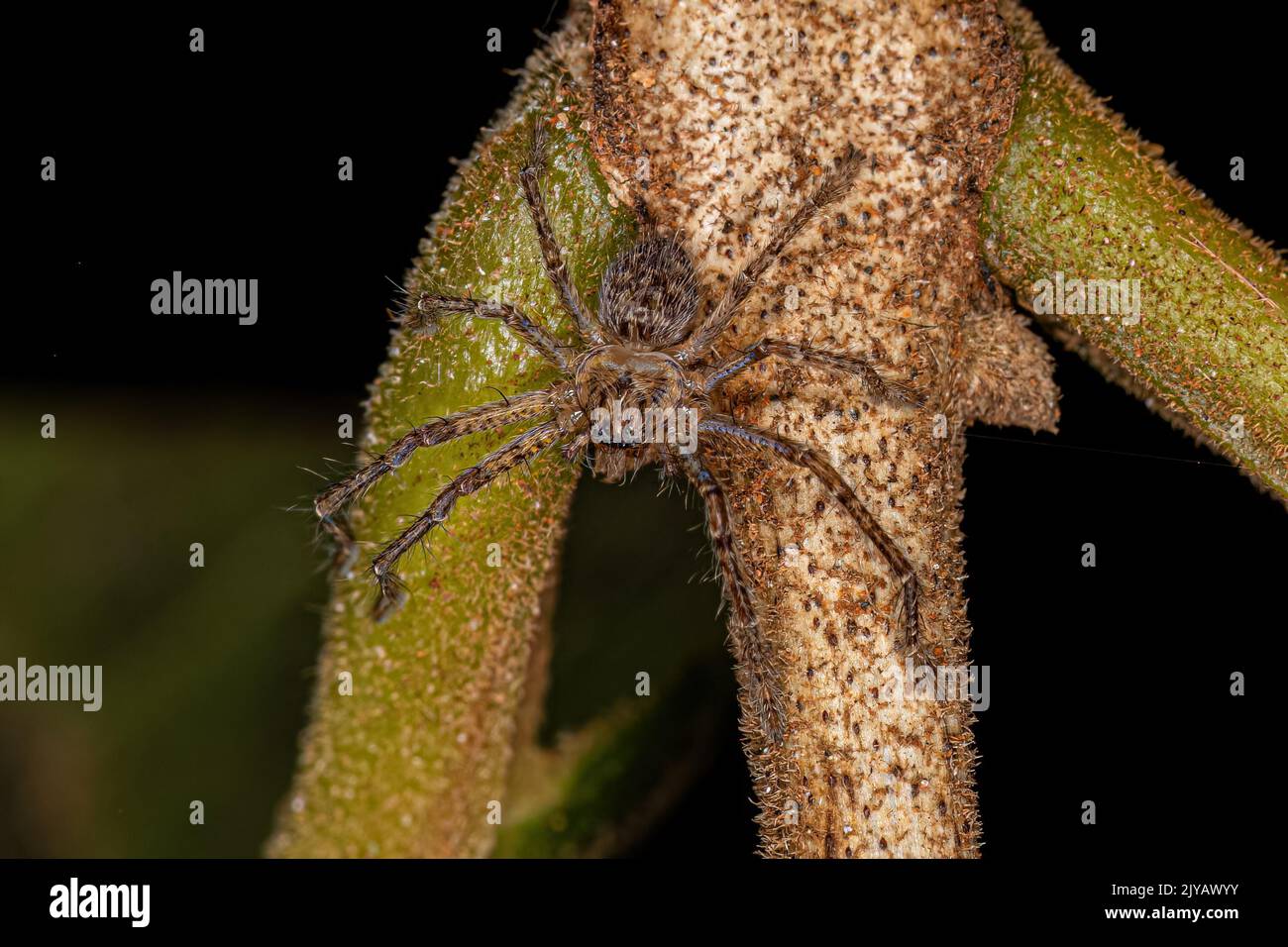 Huntsman Spider Juvenile of the Family Sparassidae Stock Photo - Alamy