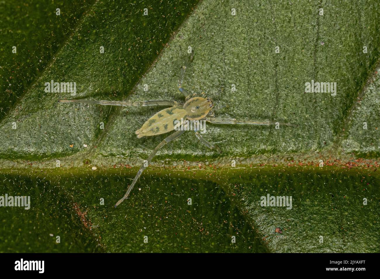 Small Ghost Spider of the Family Anyphaenidae Stock Photo - Alamy