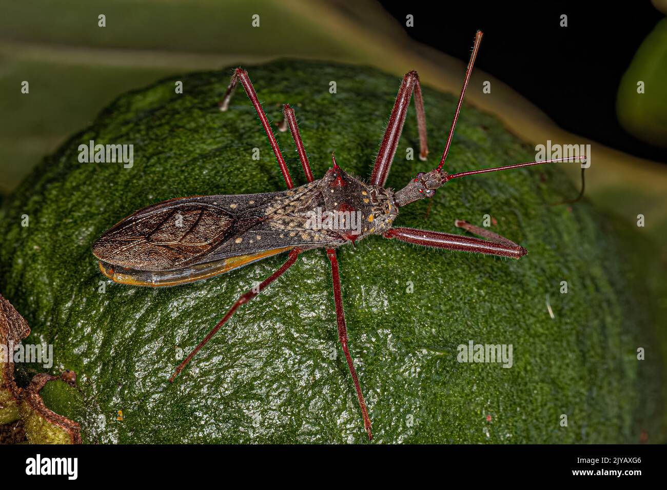 Adult Assassin Bug of the Species Heza binotata Stock Photo - Alamy