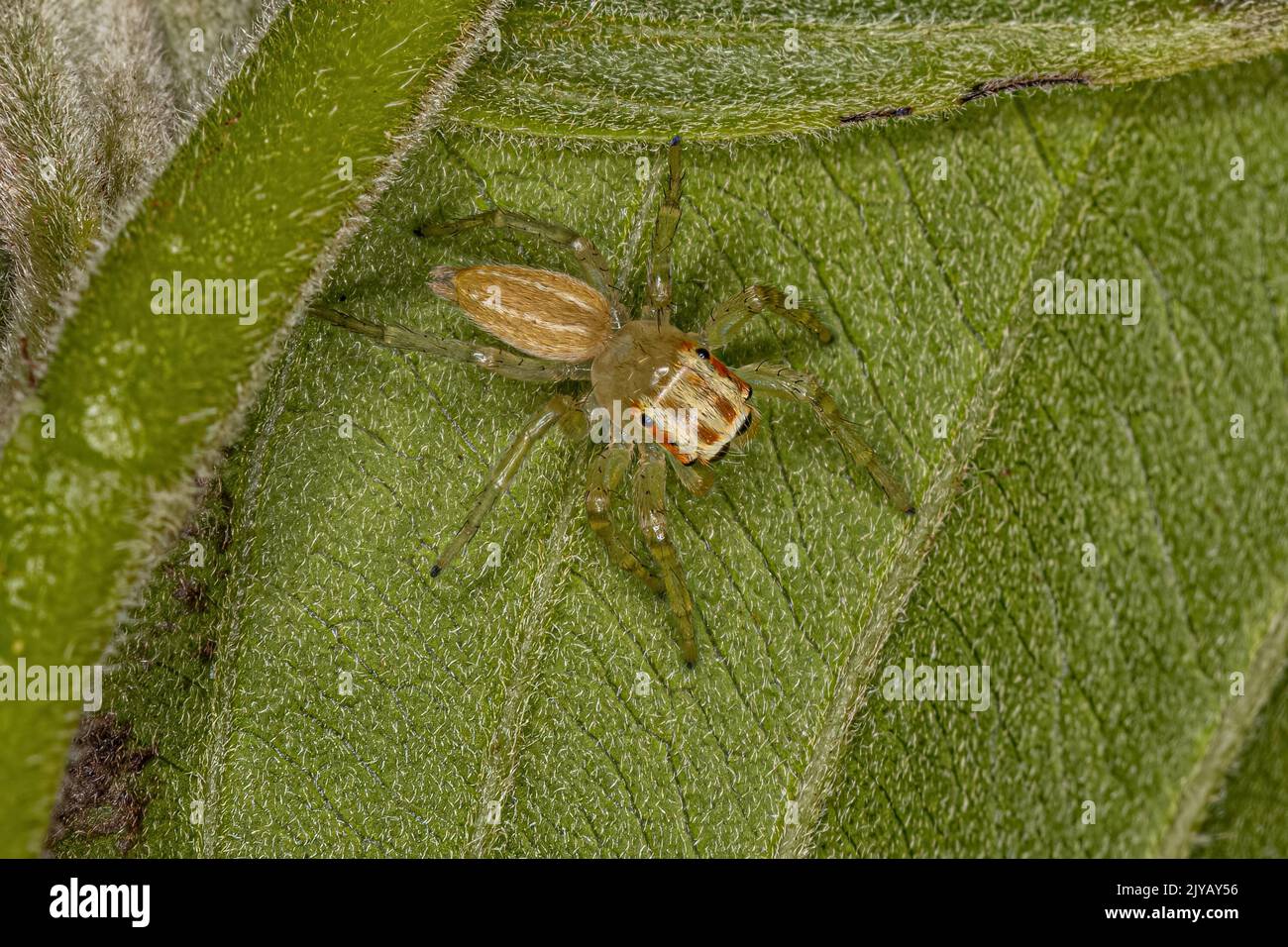 Small Jumping Spider of the Genus Chira Stock Photo - Alamy