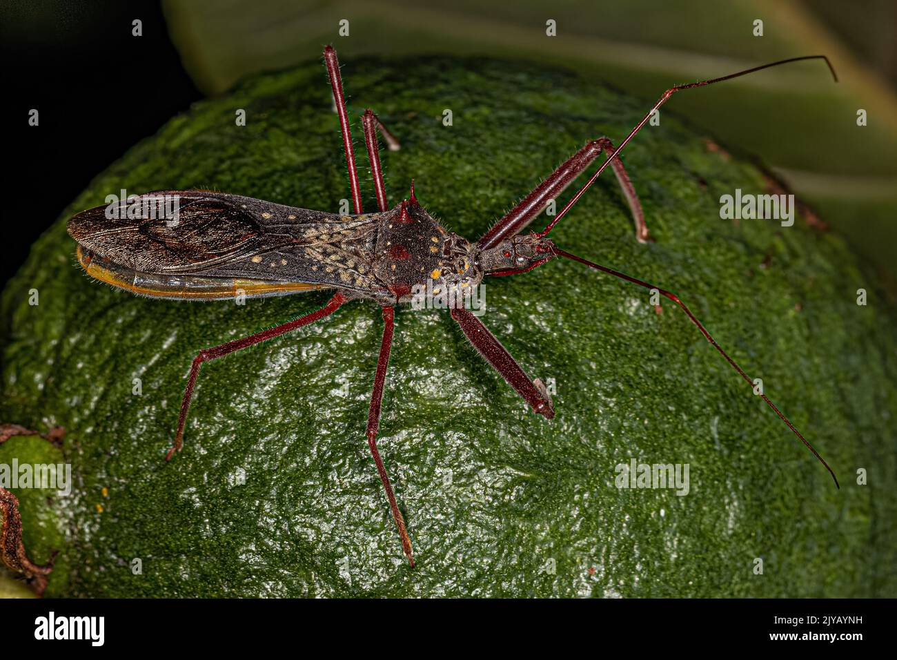 Adult Assassin Bug of the Species Heza binotata Stock Photo - Alamy