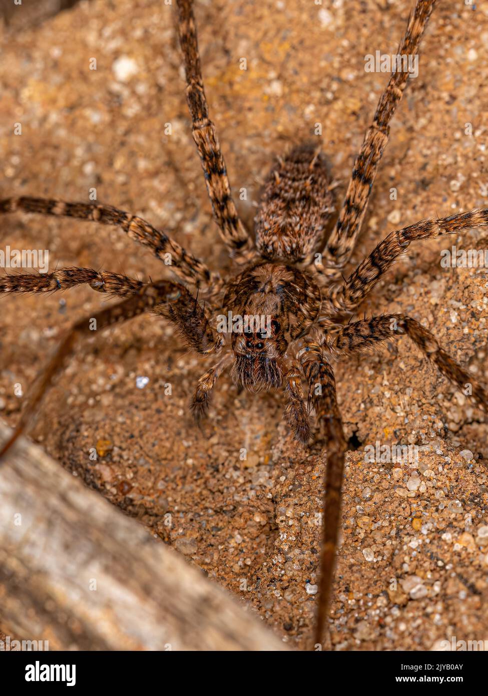 Adult Wandering Spider of the Family Ctenidae Stock Photo - Alamy