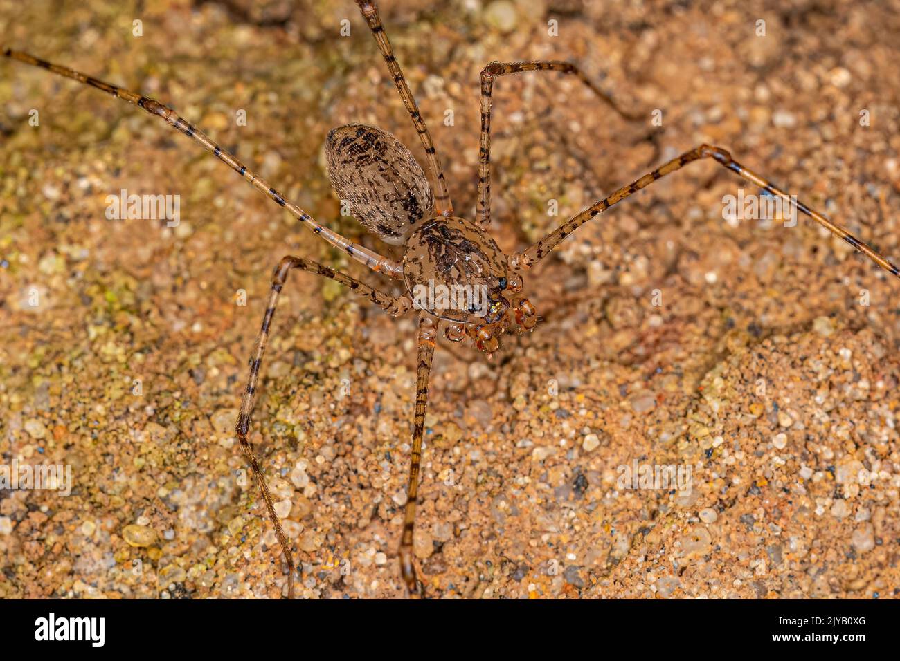 Adult Brown Spitting Spider of the genus Scytodes Stock Photo - Alamy