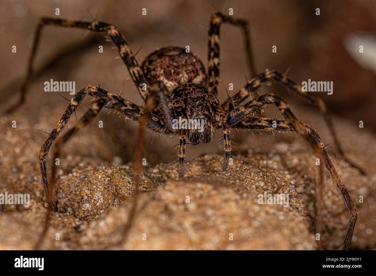 Adult Female Trechaleid Spider of the Family Trechaleidae Stock Photo ...