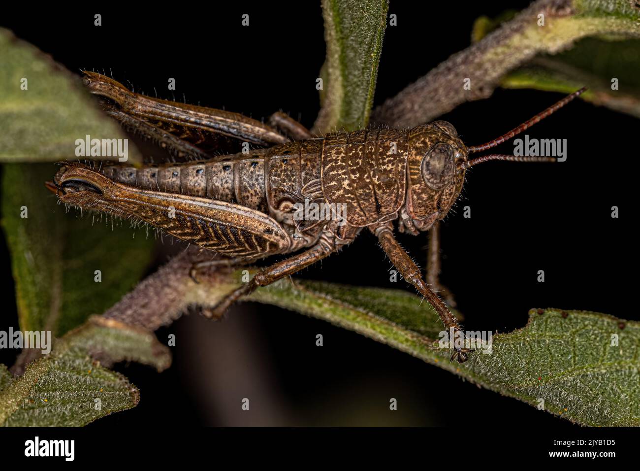 Acrididae (short Horned Grasshoppers)