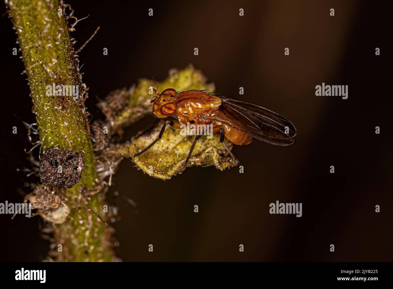 Adult Lauxaniid Fly of the Family Lauxaniidae Stock Photo - Alamy