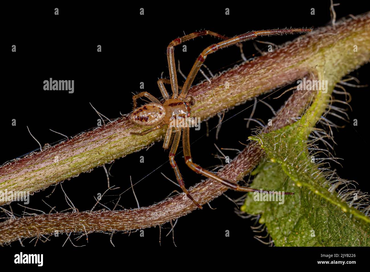 Adult Male Crab Spider of the Family Thomisidae Stock Photo - Alamy