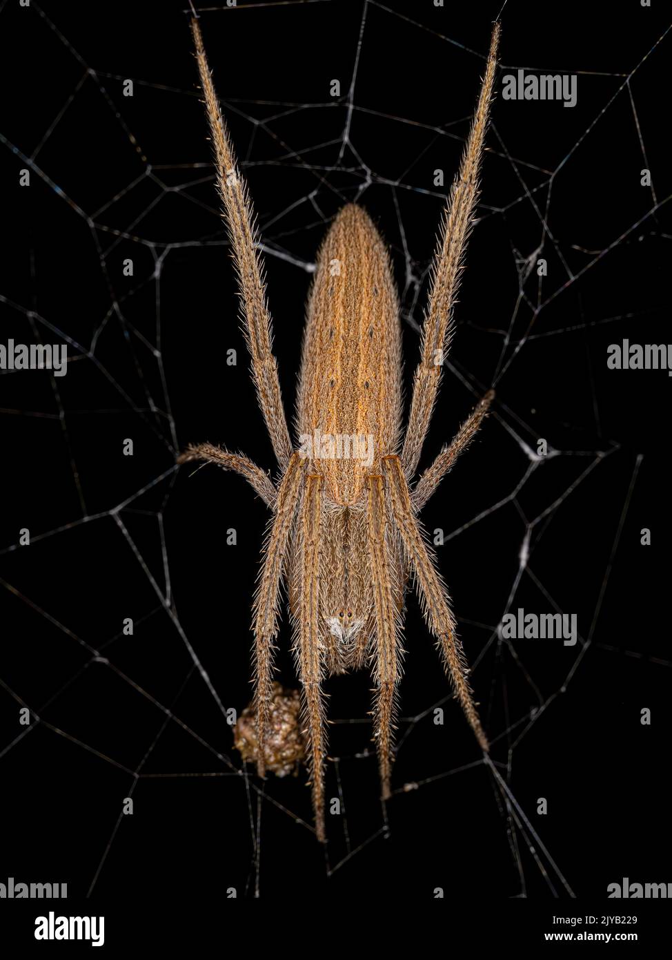 Female Adult Typical Orbweaver of the family araneidae Stock Photo - Alamy