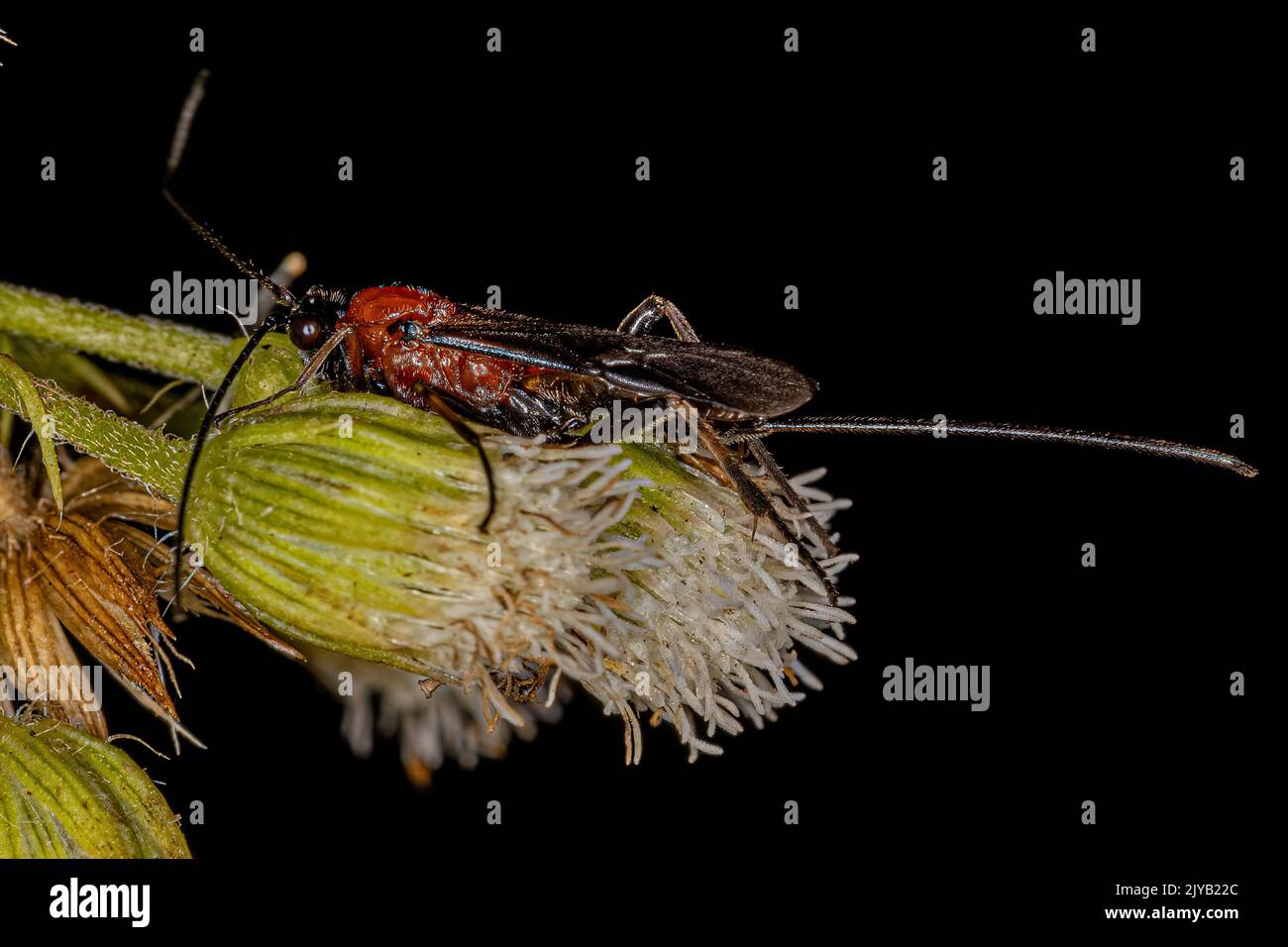 Braconidae wasps hi-res stock photography and images - Alamy