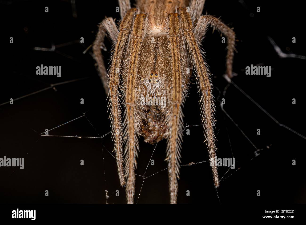 Larinia spiders hi-res stock photography and images - Alamy