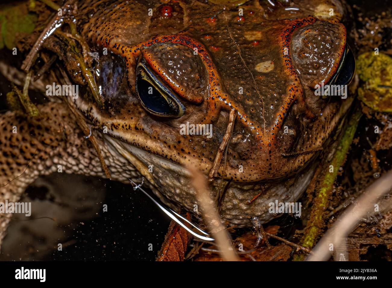 Adult Cururu Toad of the genus Rhinella Stock Photo - Alamy