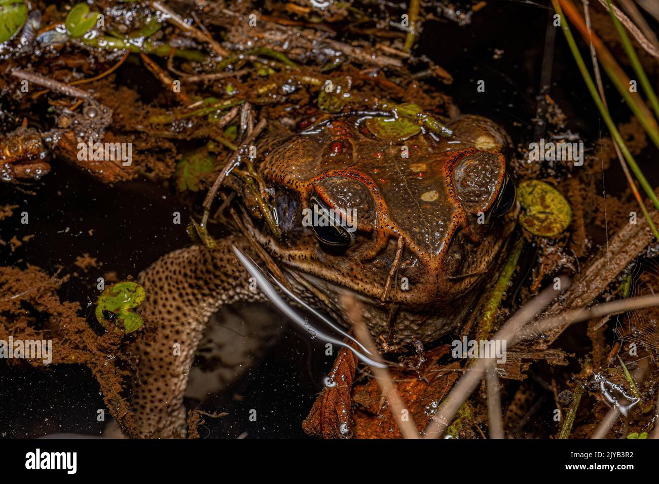 Adult Cururu Toad of the genus Rhinella Stock Photo - Alamy
