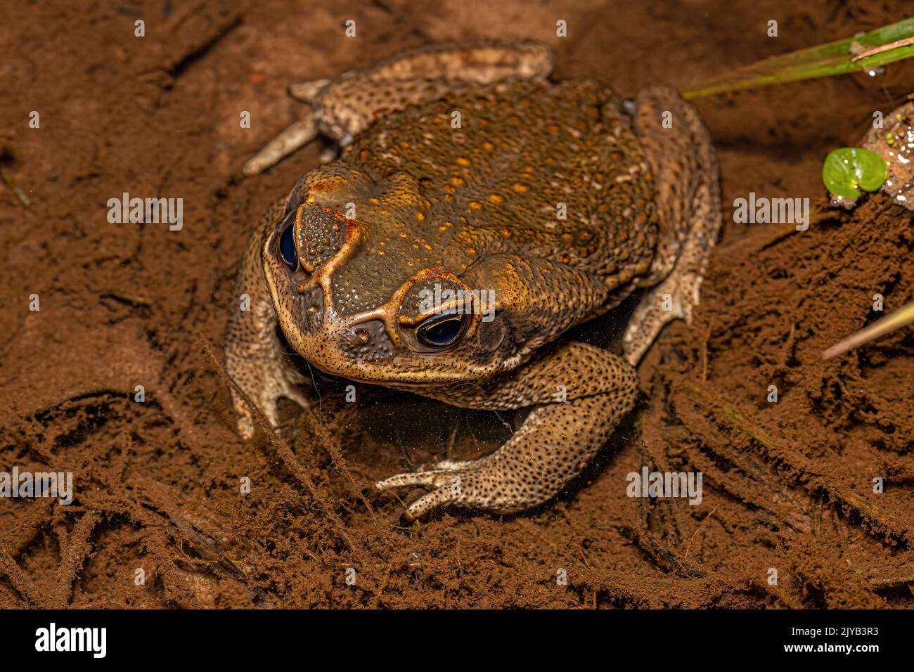 Adult Cururu Toad of the genus Rhinella Stock Photo - Alamy
