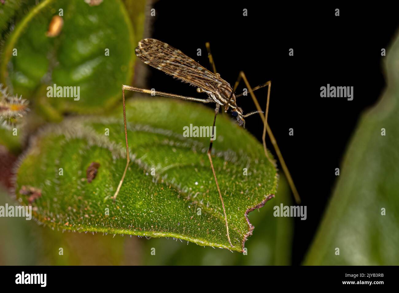 Cranefly limoniidae hi-res stock photography and images - Alamy