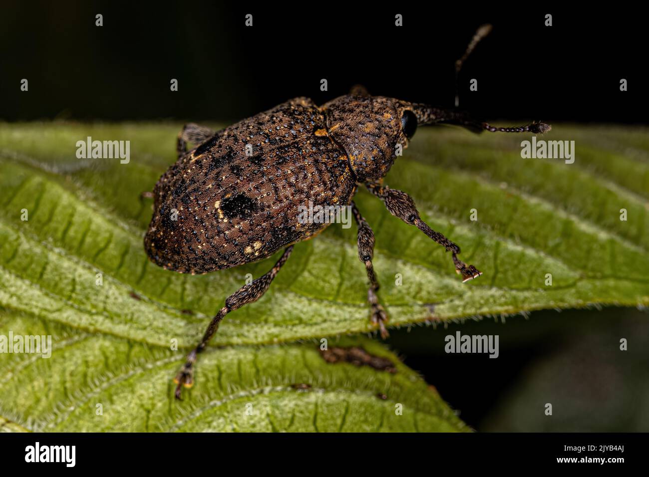 Adult True Weevil of the Family Curculionidae Stock Photo - Alamy