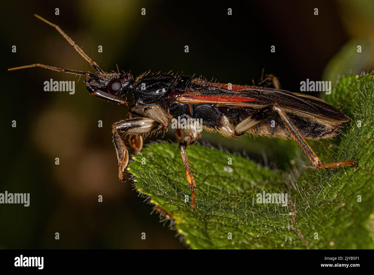 Sirthenea stria hi-res stock photography and images - Alamy