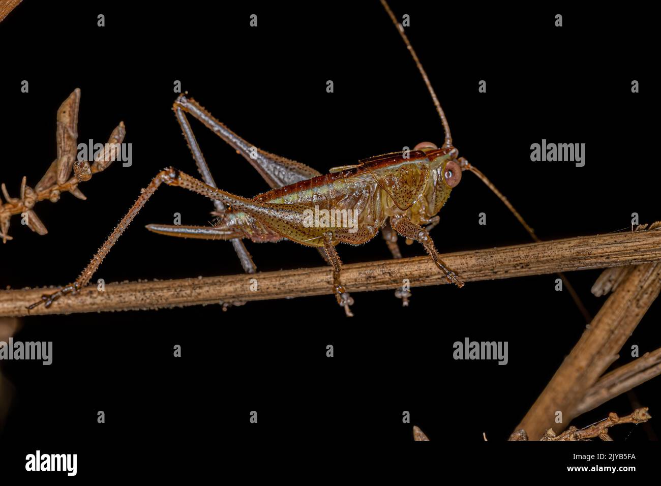 Lesser Meadow Katydid Nymph of the Genus Conocephalus Stock Photo - Alamy
