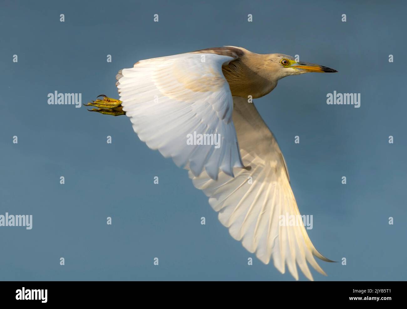 bird is flying and diving to prey fish in the pond,The Indian pond ...